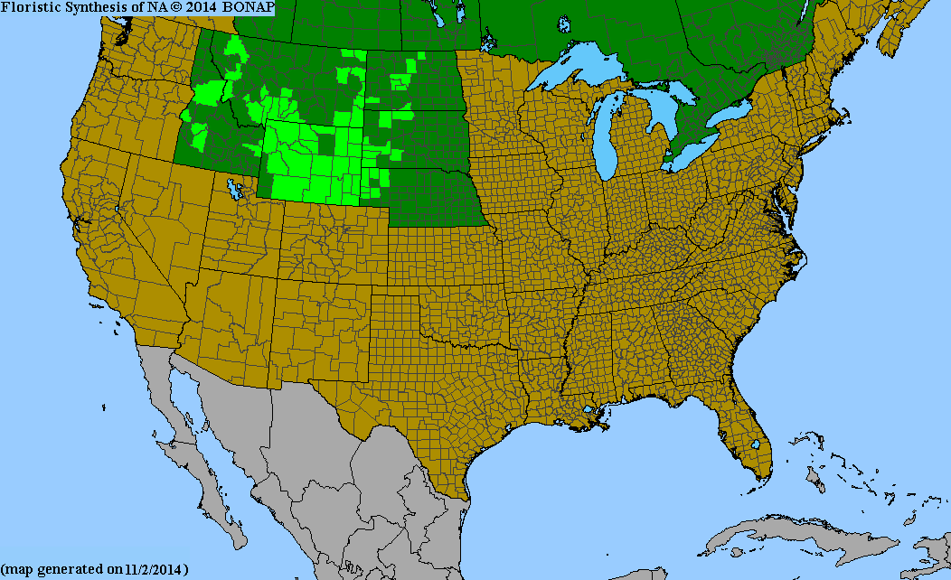 2013 BONAP North American Plant Atlas. TaxonMaps