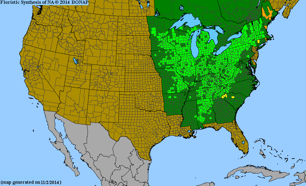 Roundleaf Liverleaf (Hepatica americana) - bplant.org