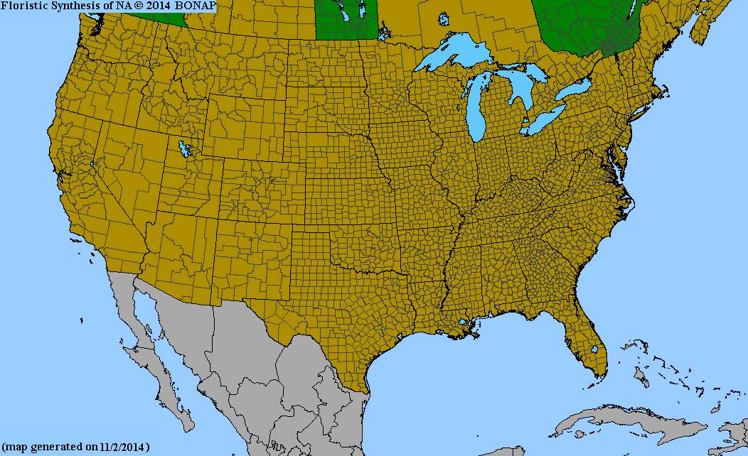 Wahlenberg's Woodrush (Luzula wahlenbergii) - bplant.org