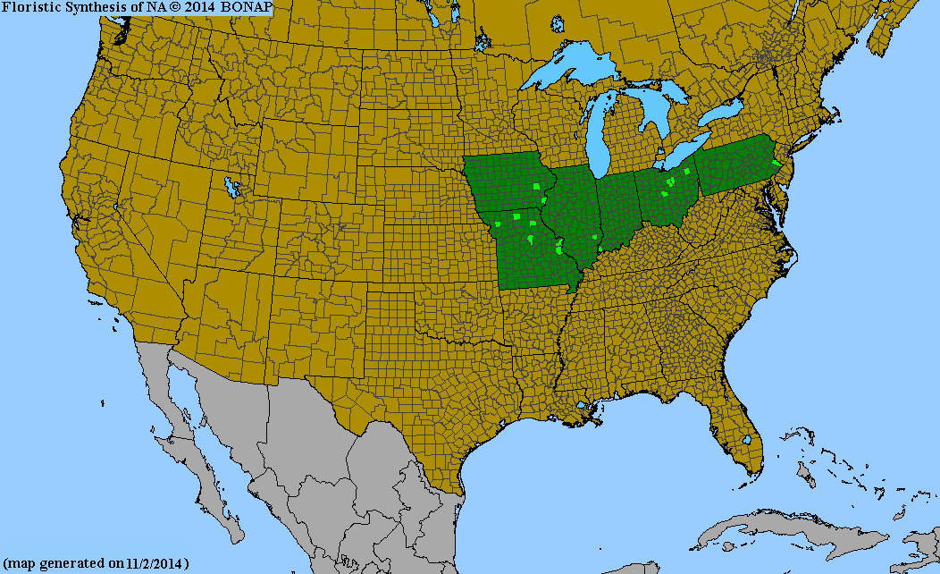 2013 BONAP North American Plant Atlas. TaxonMaps