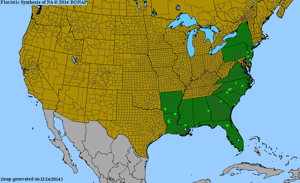 Quercus x rudkinii / [Species detail] / Plant Atlas