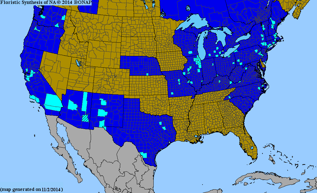 red amaranth (Amaranthus cruentus) - bplant.org