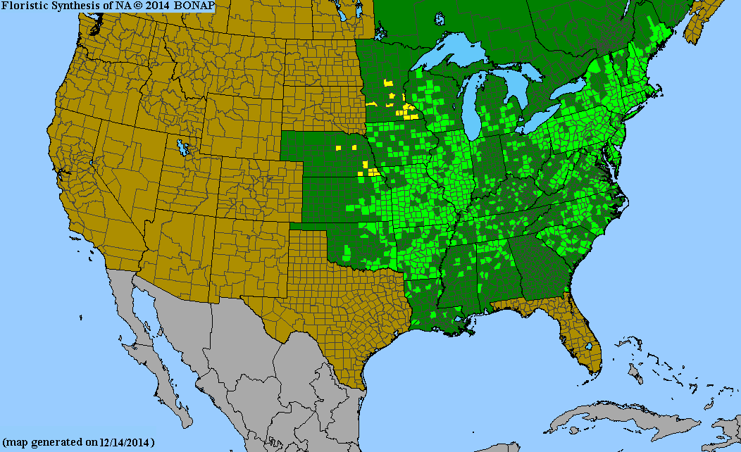 Yellowfruit Sedge (Carex annectens) - bplant.org