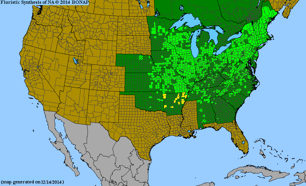 Greater Straw Sedge (Carex normalis) - bplant.org