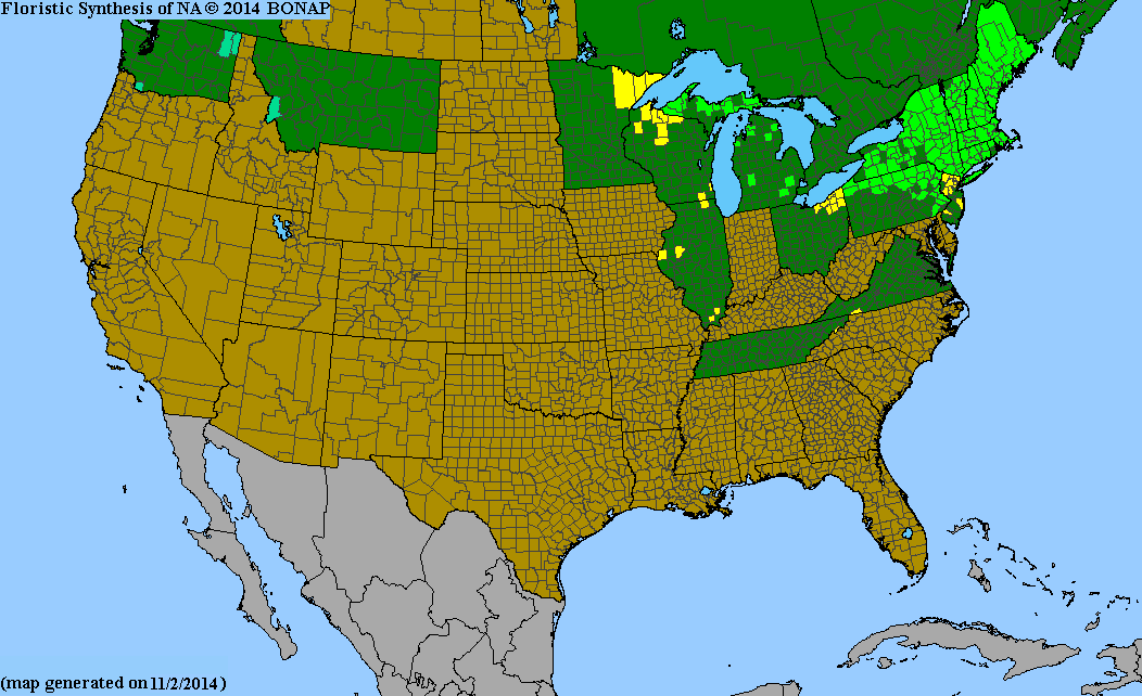 pale sedge (Carex pallescens) - bplant.org