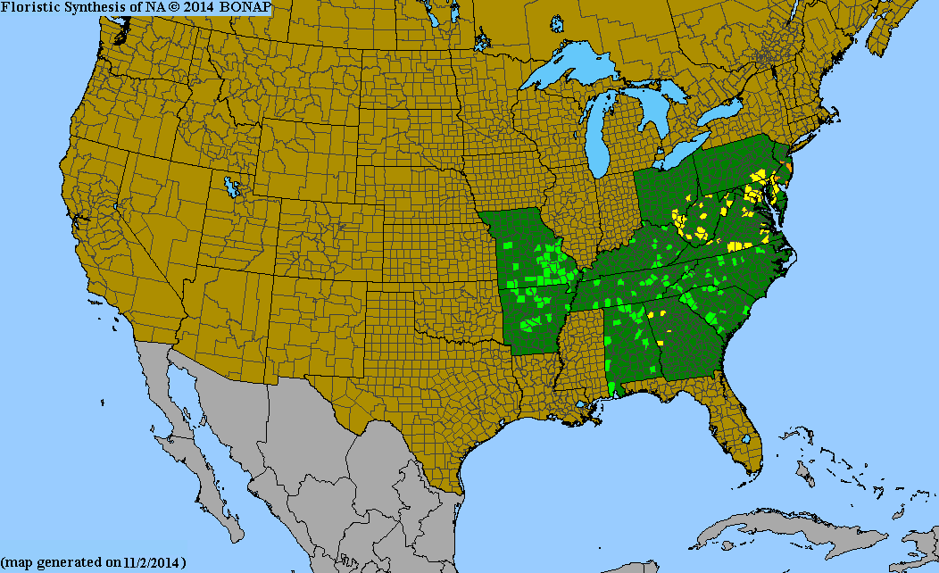 Reflexed Flatsedge (Cyperus refractus) - bplant.org