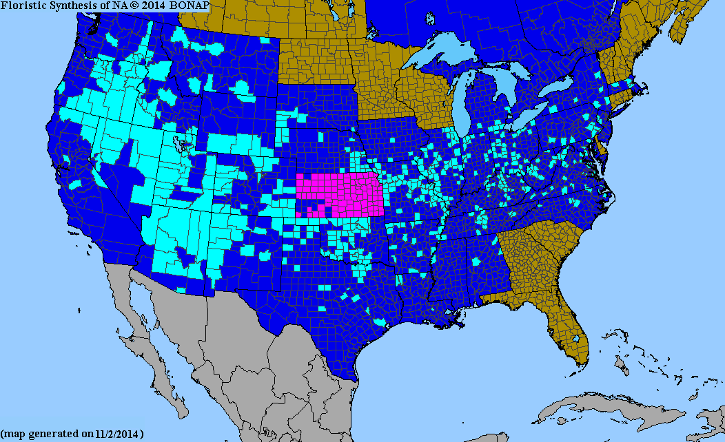 spreading wallflower (Erysimum repandum) - bplant.org