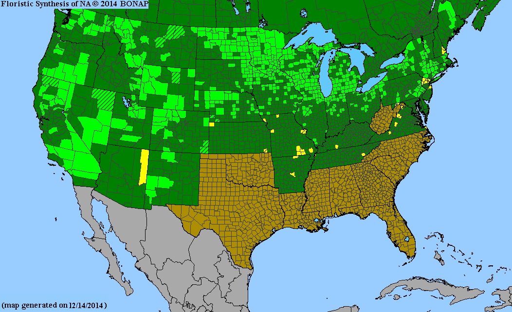 Star Duckweed (Lemna trisulca) - bplant.org