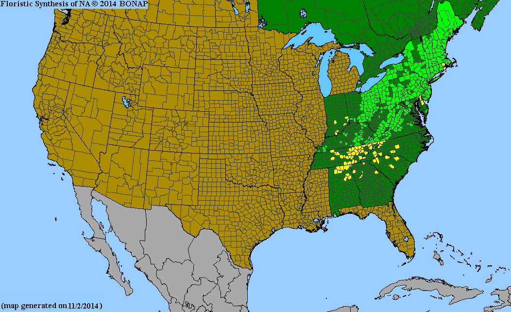 Lilium canadense - Wikipedia