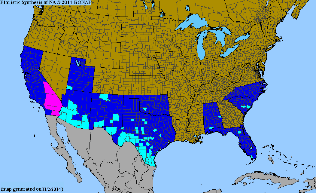 blue panicum (Panicum antidotale) - bplant.org