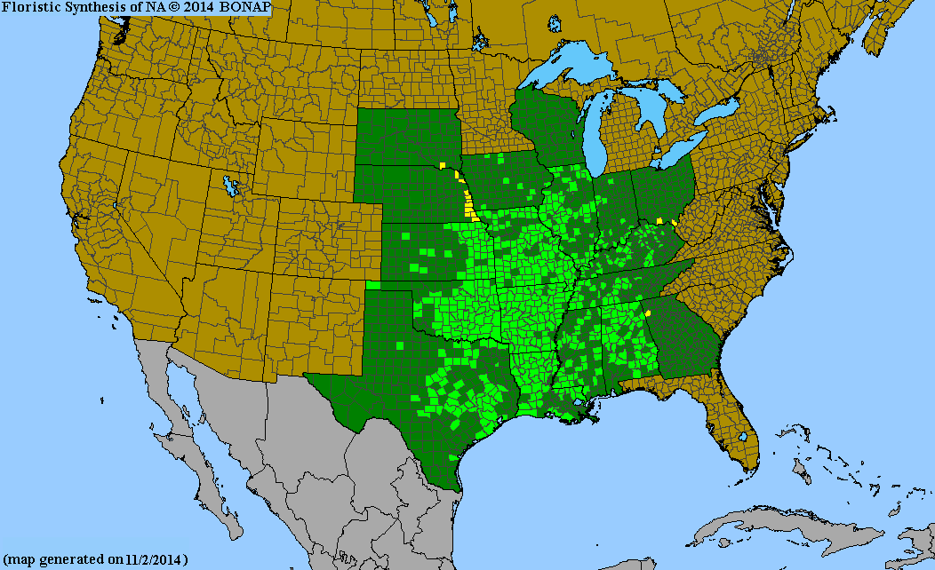 Prunus mexicana - Wikipedia