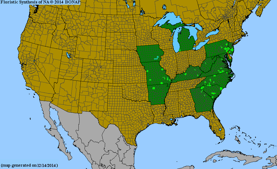 Rubus leviculus - Wikipedia