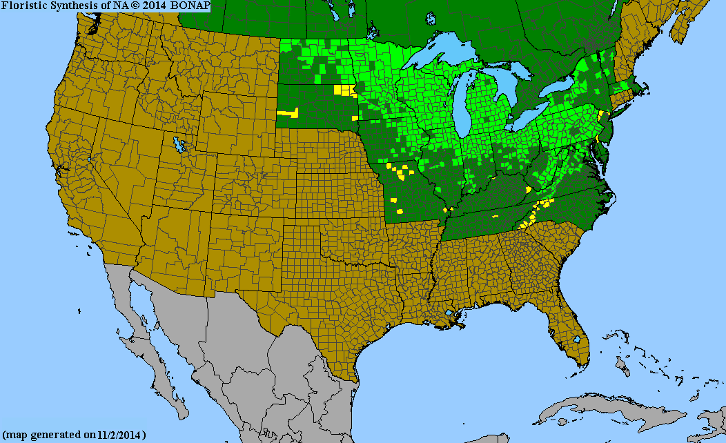 Flora of New York/Amygdaloideae 1 - Wikibooks, open books for an open world