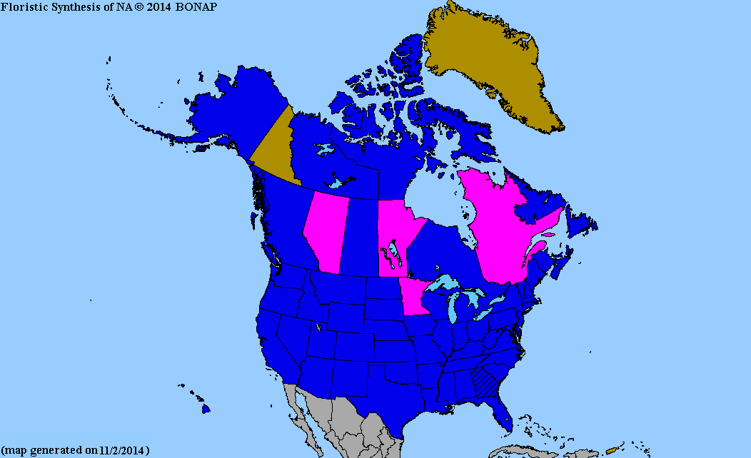 Amaranth (Green) Seed: Nature's Restaurant: A Complete Wild Food Guide ...
