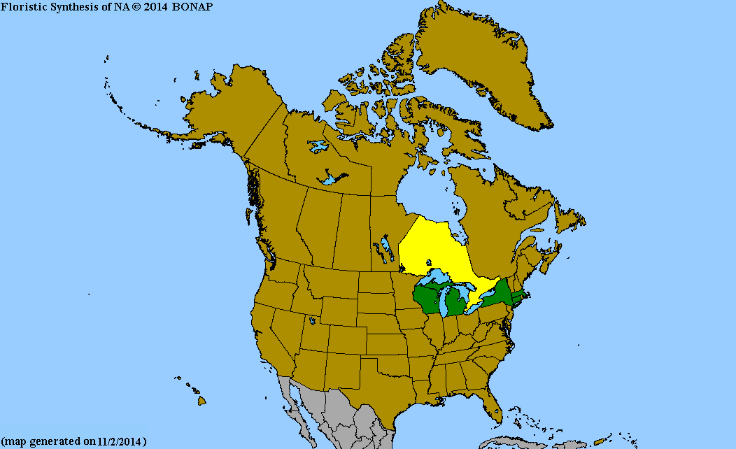 2013 BONAP North American Plant Atlas. TaxonMaps