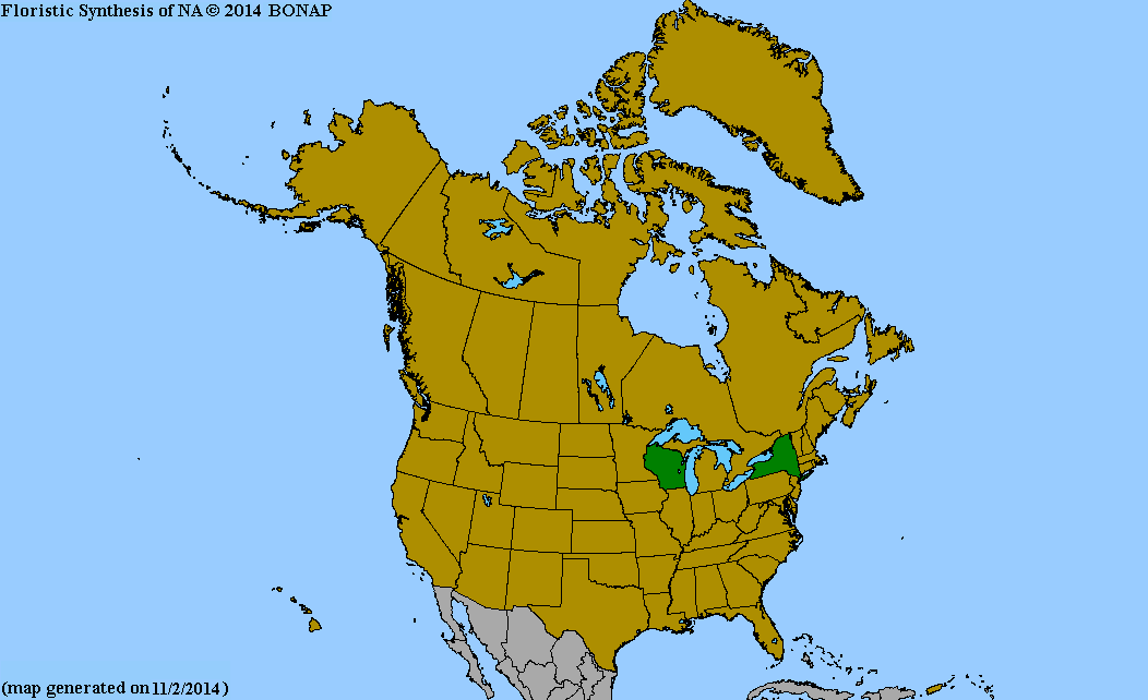 2013 BONAP North American Plant Atlas. TaxonMaps